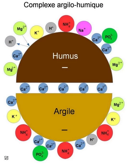 Les complexes argilo-humiques et la capacité d'échange cationique